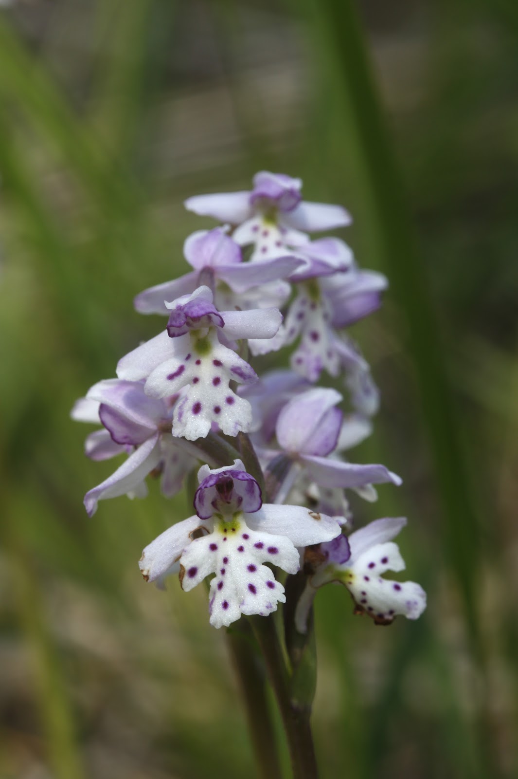 Native Orchids of the Pacific Northwest and the Canadian Rockies: 2018