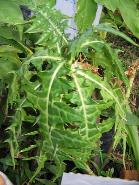 LI NA HERBS: JERUJU PUTIH (SEA HOLLY)