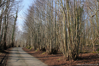 Temperate Climate Permaculture: Permaculture Projects: Coppicing