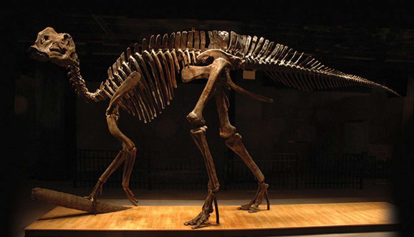 The Expeditioner's Discovery Guild: A little bit of Everything: Paleo ...