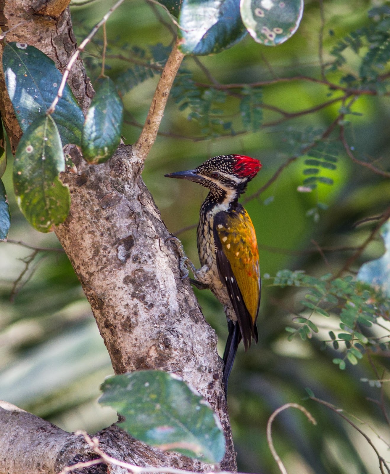 Musicroom's Imaging: Black rumped flameback woodpecker