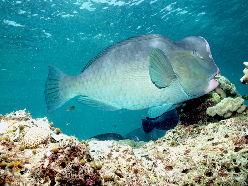Animals of the world: Parrotfish