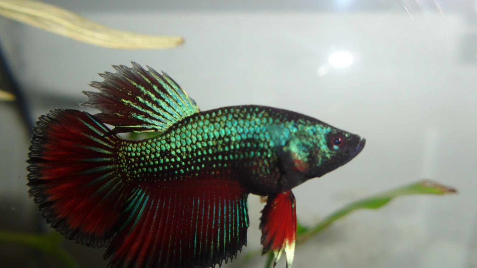 Vand Betta: Betta green metallic superdelta mascul (A4M53)