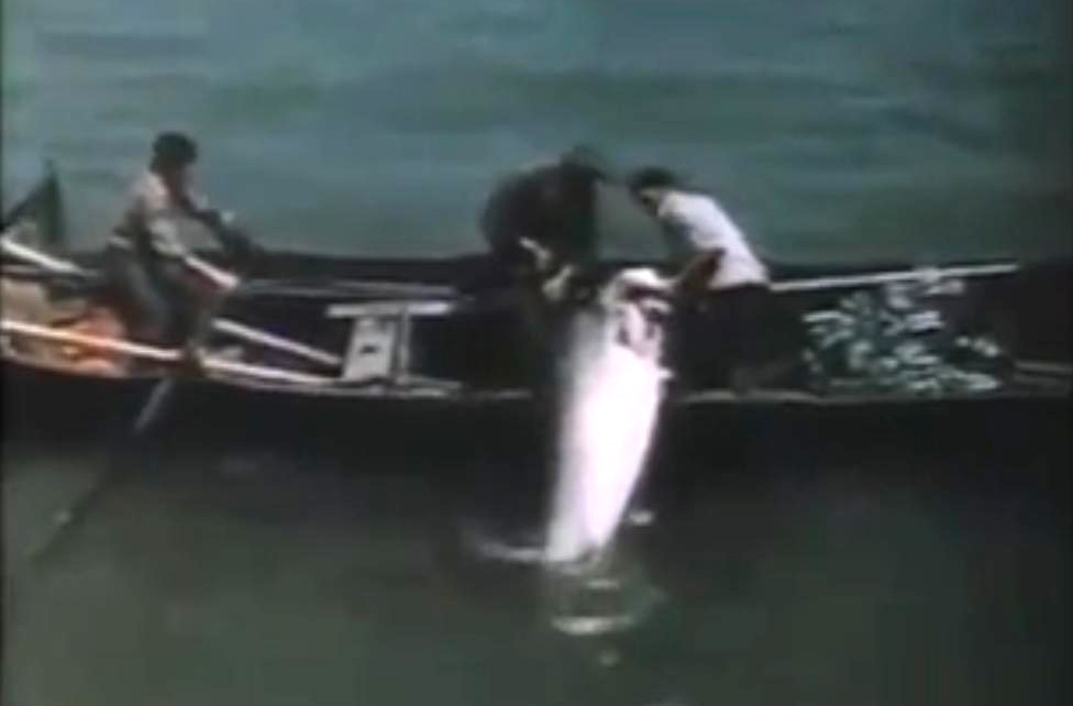 Pasiunea Pescuitului: "Sturionii se pescuiesc pe furtuna" Film ...