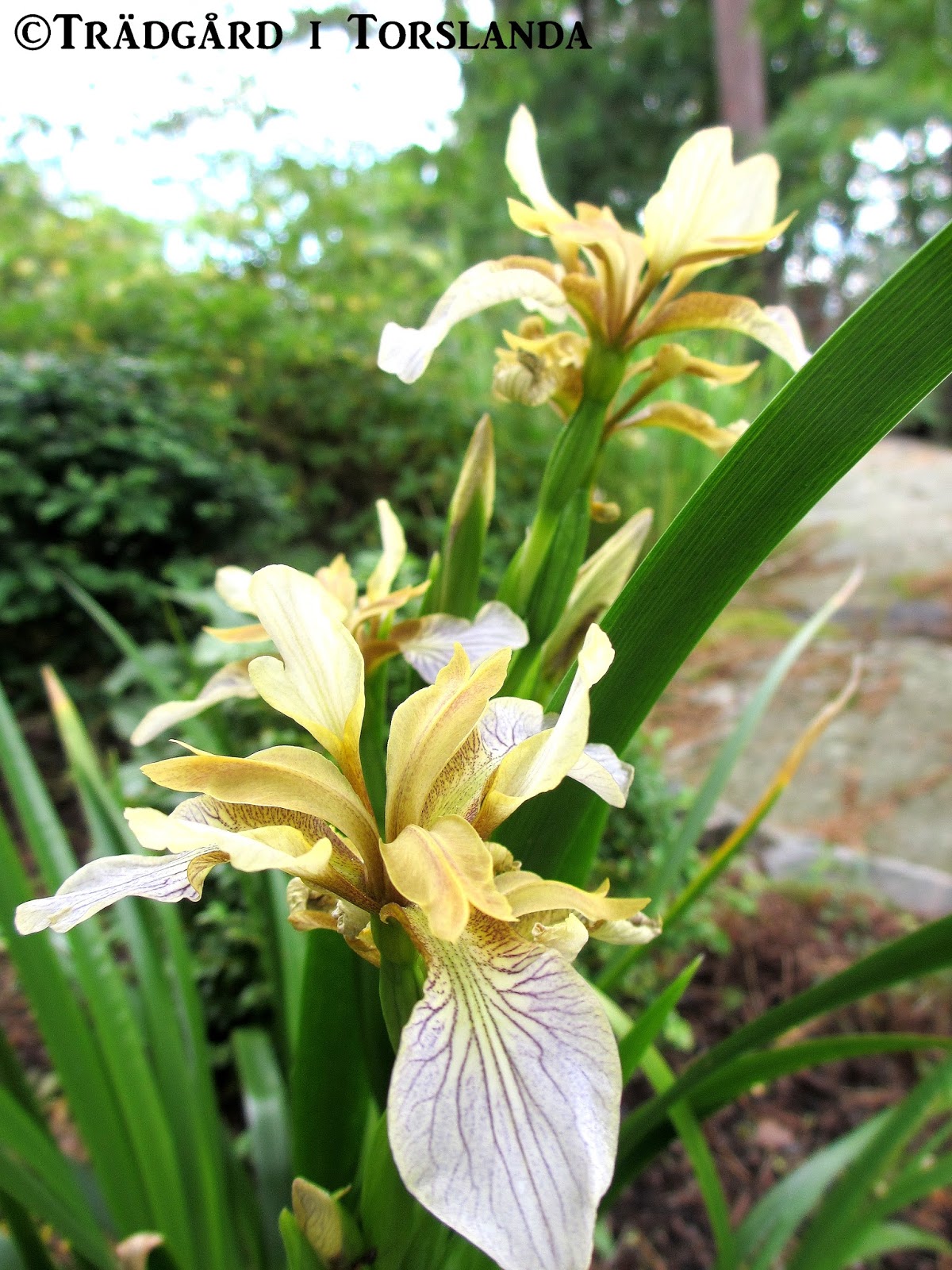 Trädgård i Torslanda: Iris foetidissima - koralliris