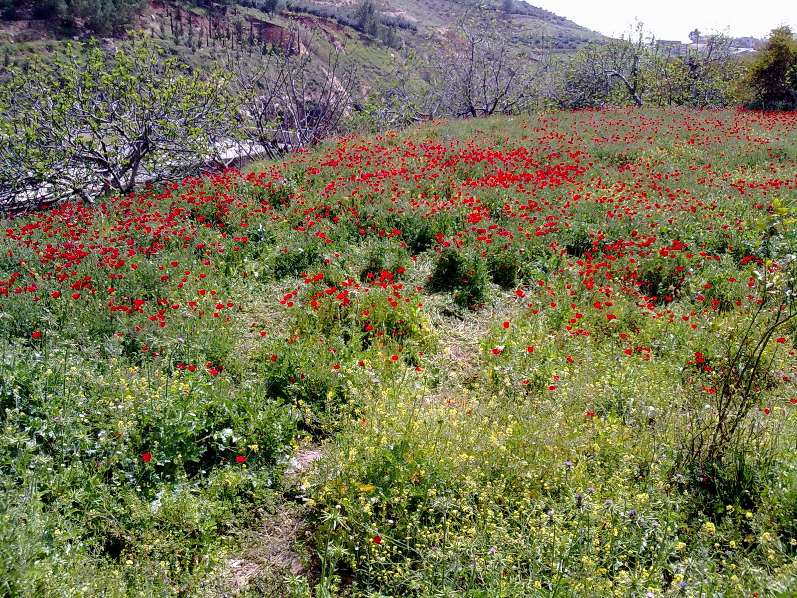 Ol' Big Jim's Place: Flora of Jordan
