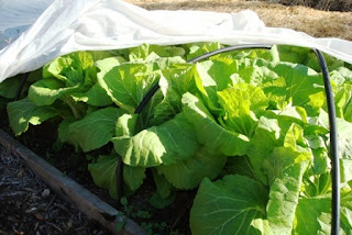 Renee's Garden Seeds: Renee's Blog