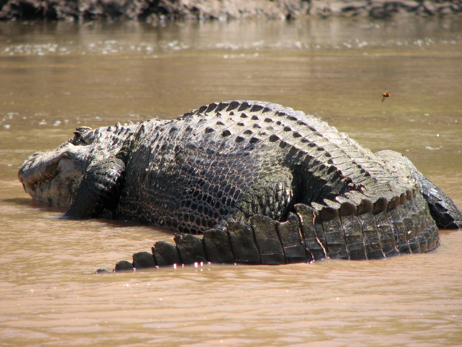 Jacaricultura ou Criação de Jacarés - Laboratorio de Anatomia e ...