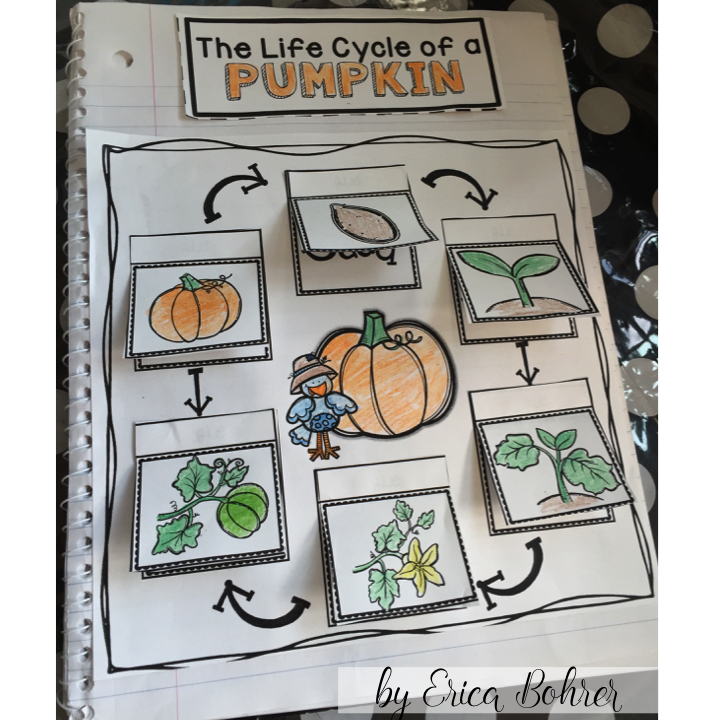 1st Grade Pumpkin Ideas & a Freebie | Erica's Ed-Ventures | Bloglovin’