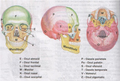 AMG: Anatomia si fiziologia omului , 20 APARATUL LOCOMOTOR , Scheletul ...