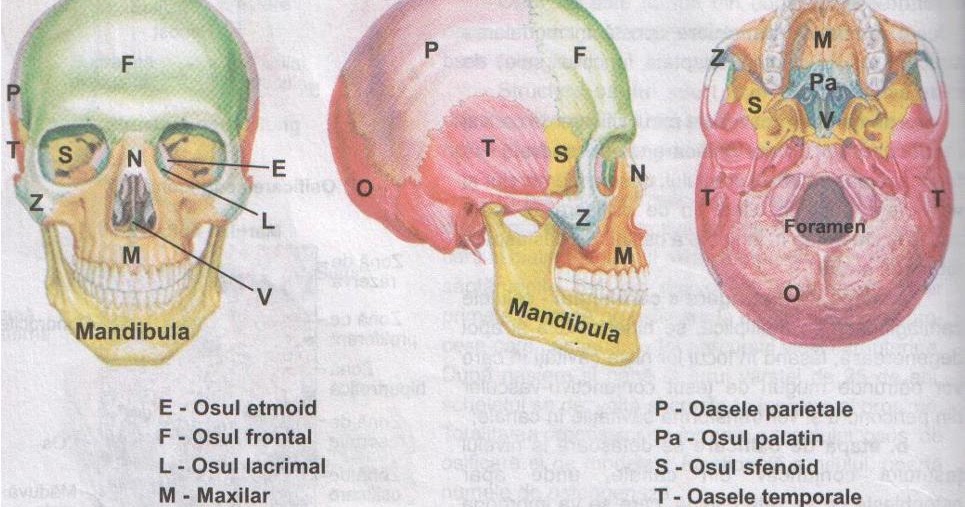 AMG: Anatomia si fiziologia omului , 20 APARATUL LOCOMOTOR , Scheletul ...