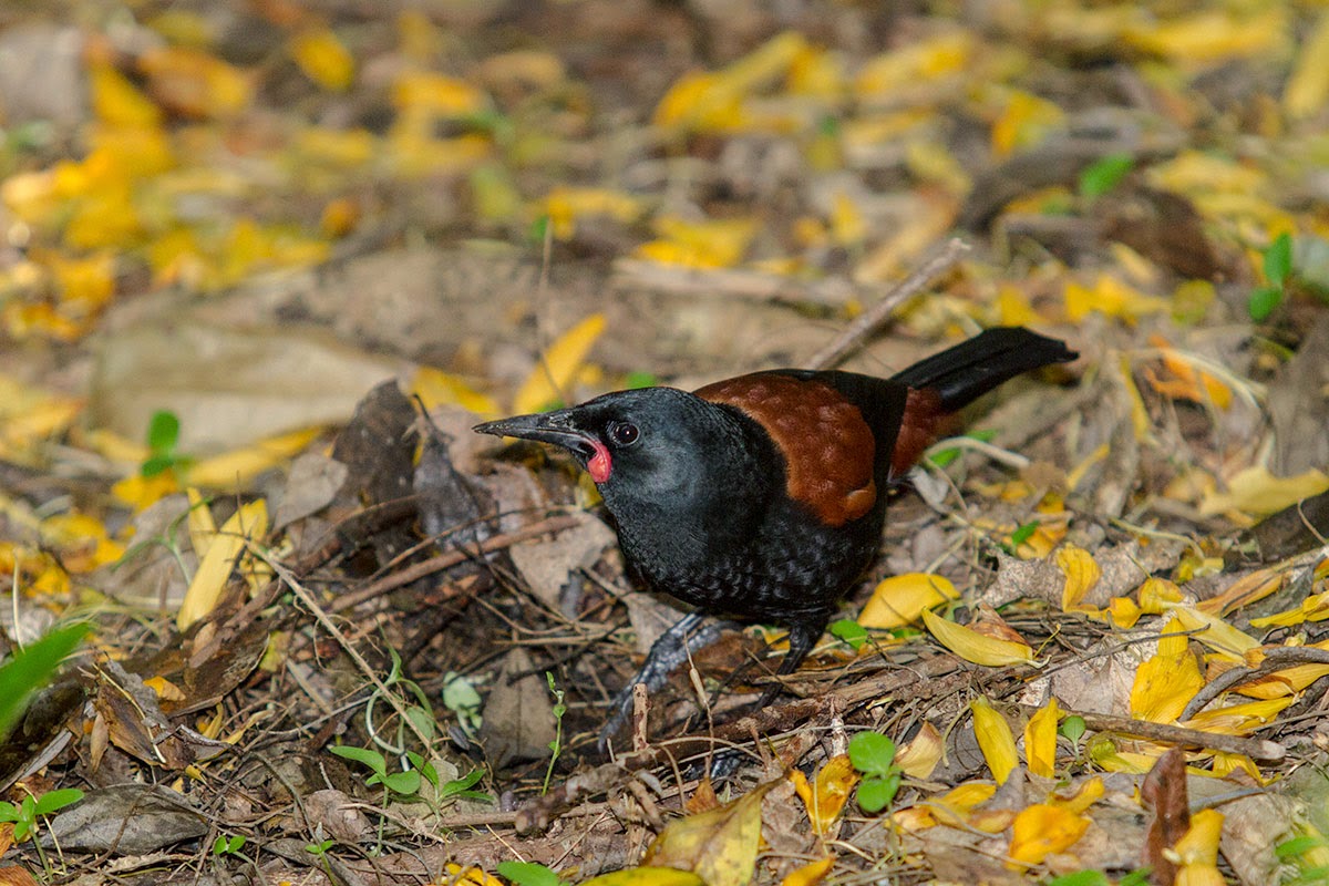 The Fantastic TiriTiri Matangi Island. - Painted Addiction