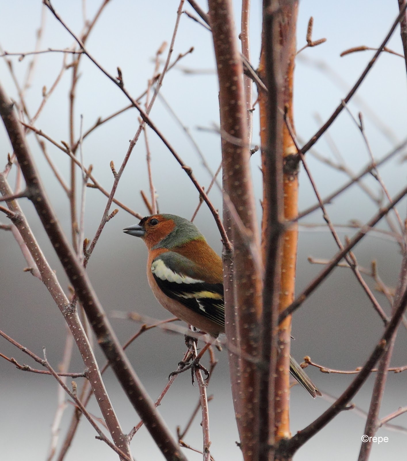 HAASKATONTA LUONTOKUVAUSTA: Peipponen - Finch