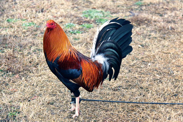 Gallos Y Galleros: (NUEVO) Entrevista A Gene Batia.