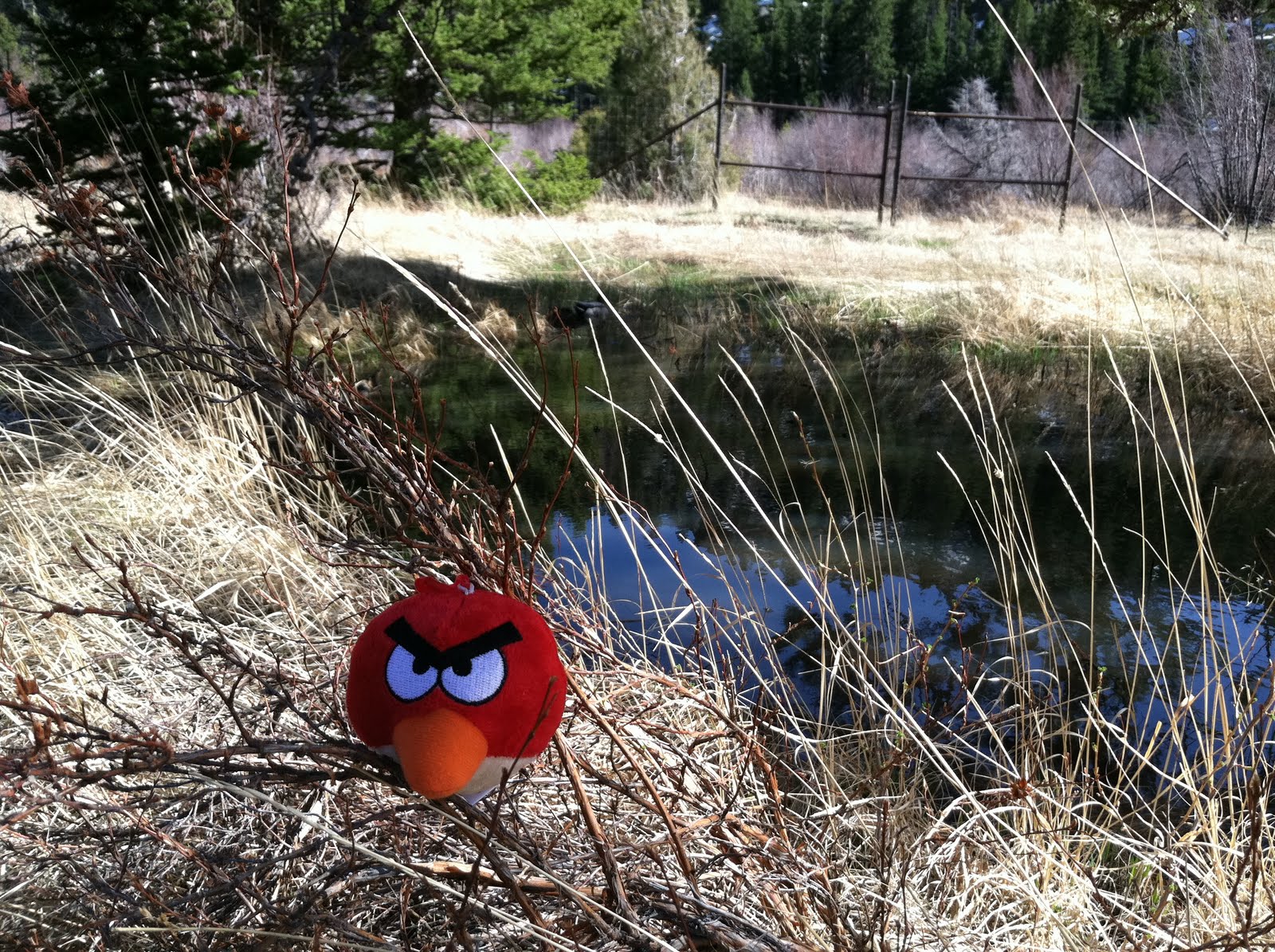 Vortex of Randomness: Angry Birds in their natural habitat