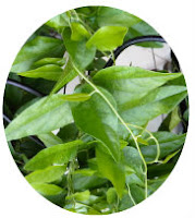 Tanaman Cincau – Cyclea barbata Miers - Education Articles