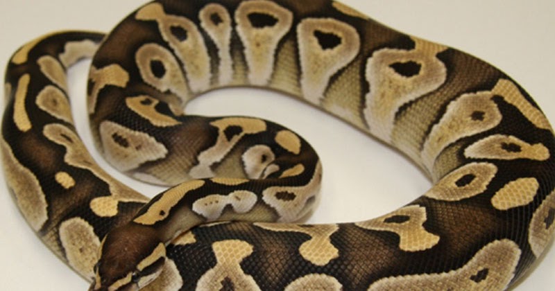 Snakes: Ball Python