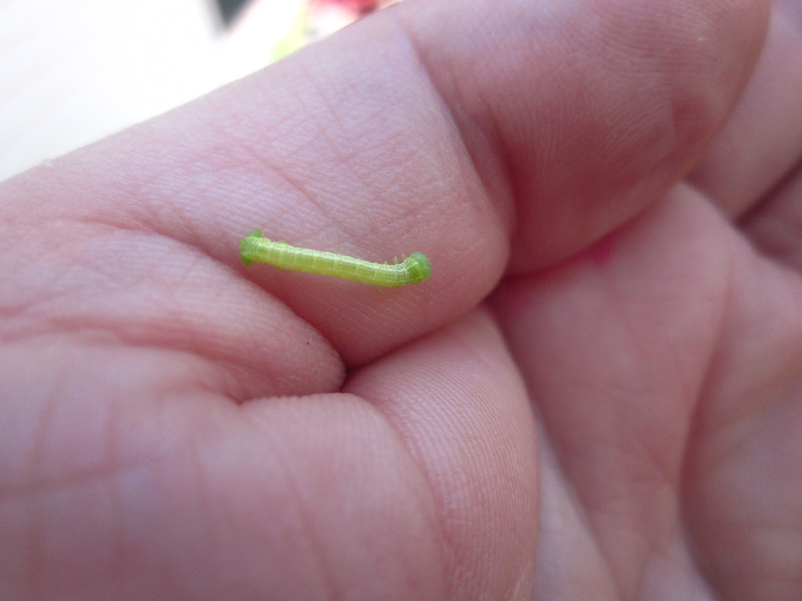 Languishing: Wildlife photography