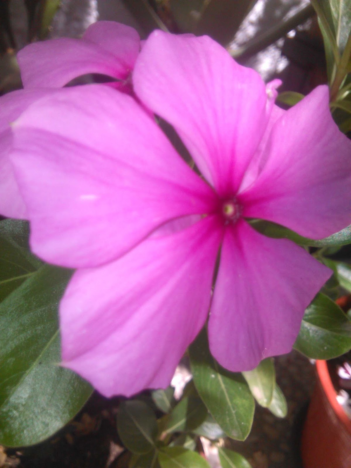 majaillaflor: hierba doncella