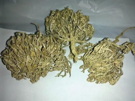 Manfaat Rumput Fatimah untuk Kesehatan Wanita - Manfaat Daun Obat