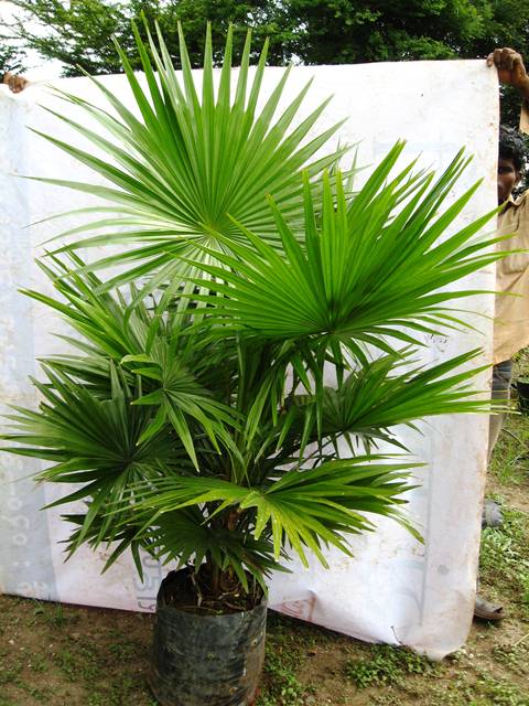 All About Plants : Palm Trees In India