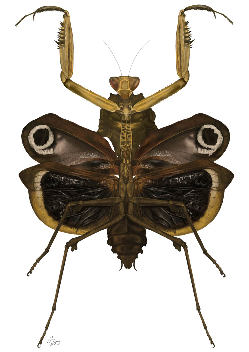 'The Dead Leaf Mantis' - Eve Laws