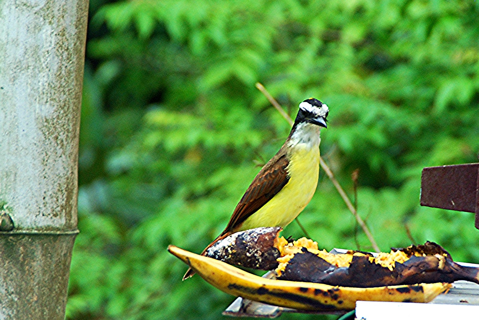 Viajes, cuentos e historietas: Pecho amarillo (Pitangus_suphuratus) en ...