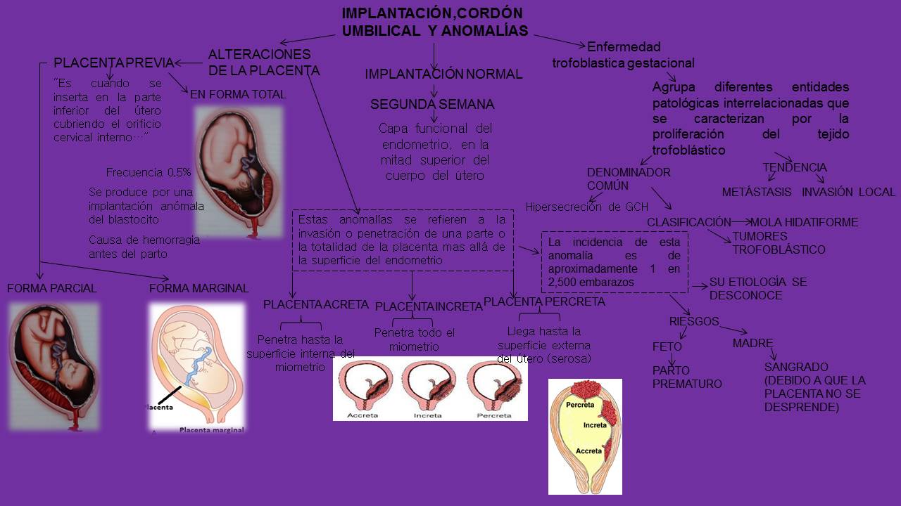 BLOG DE FISIOLOGIA SUSAN KARELY LOPEZ OROPEZA: Mapa conceptual de placenta