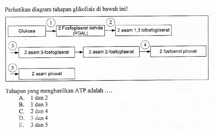 GLIKOLISIS SYSTEM - Biology Page