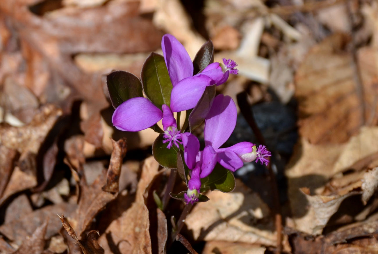 Woods Walks and Wildlife: Mostly Spring Flowers