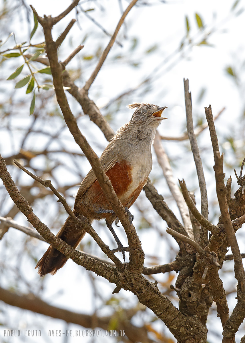 mis fotos de aves: Rhinocrypta lanceolata Gallito Copetón Crested Gallito