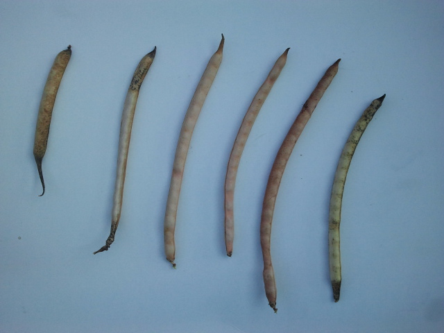 The 274 Backyard: Kunde or CowPeas