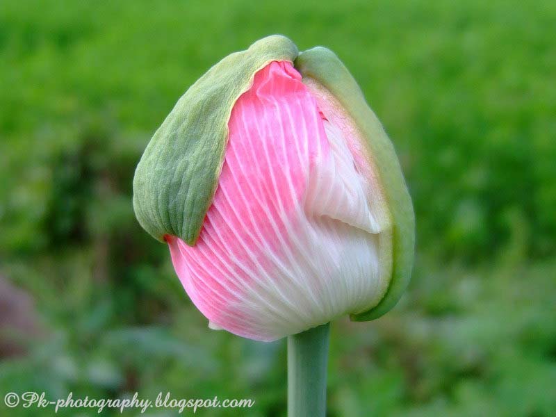 Opium Poppy Plant, Flowers and Seed Pods | Nature, Cultural, and Travel ...