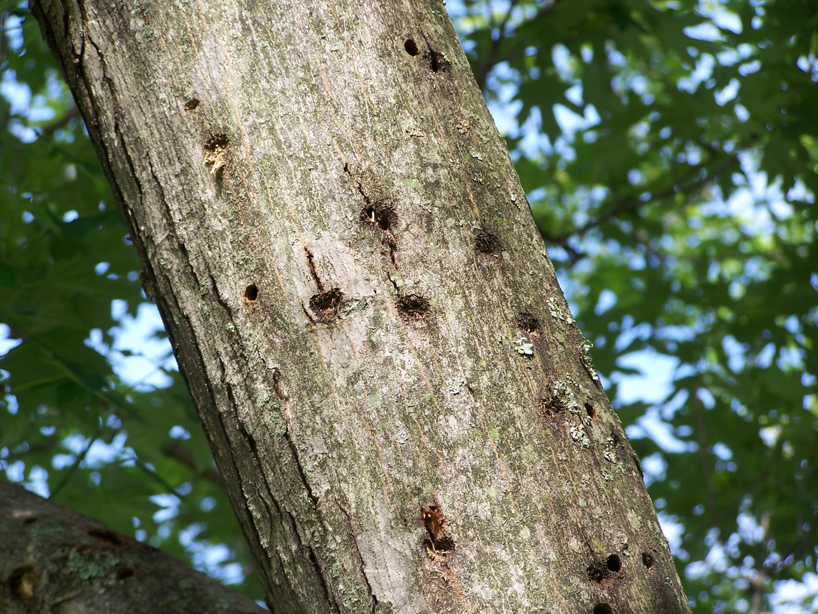 Ecology Blog