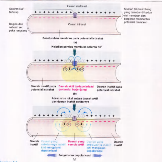 Potensial Berjenjang pada Sel Saraf ~ PeeP