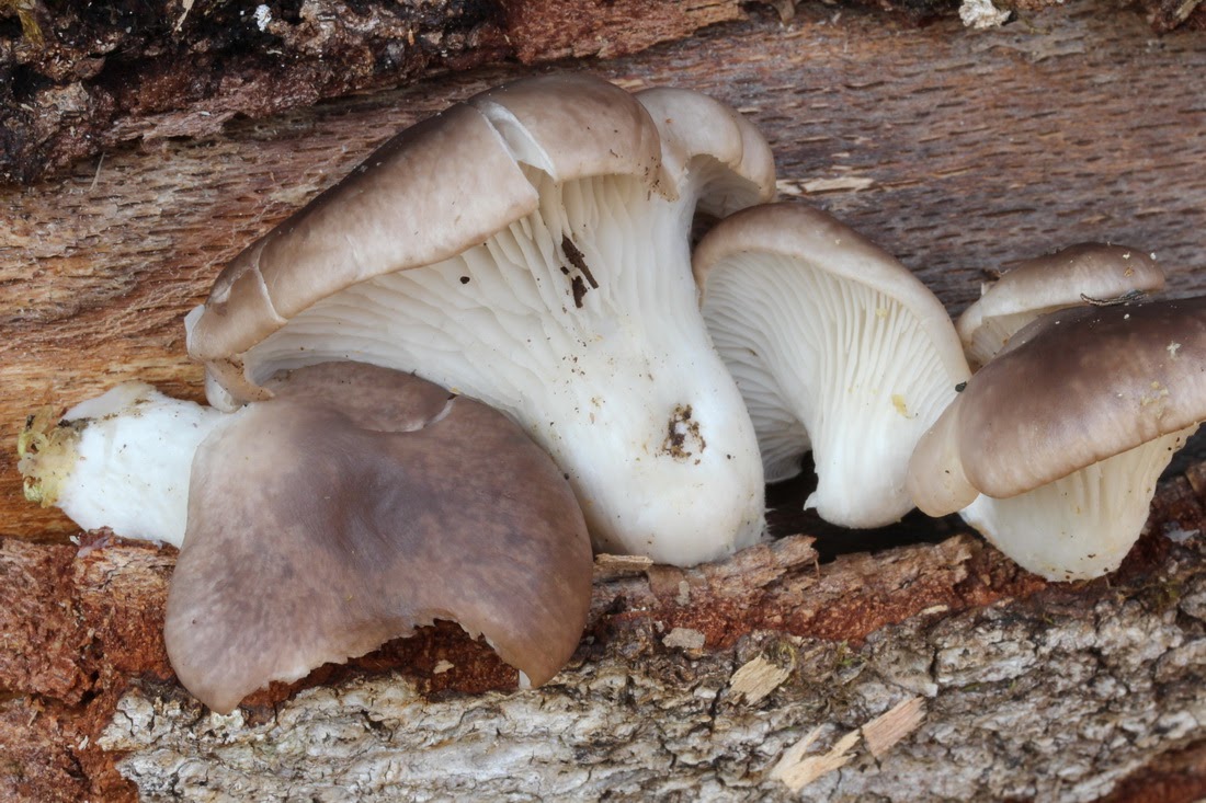 Guía de Setas y Hongos de Navarra.: Pleurotus cornucopiae Paul ex Fr