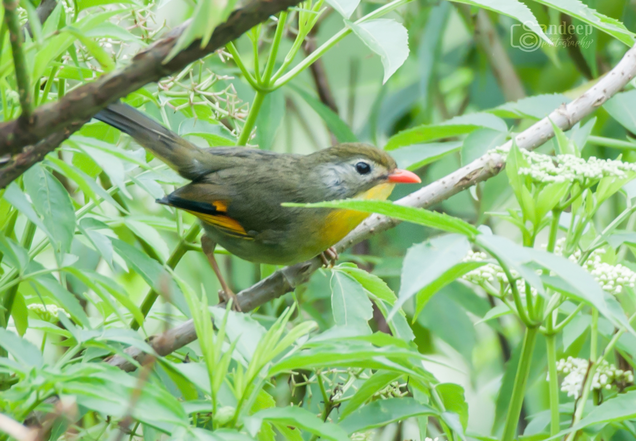 SHARING OPINION: BIRDS OF ARITAR & SIKKIM