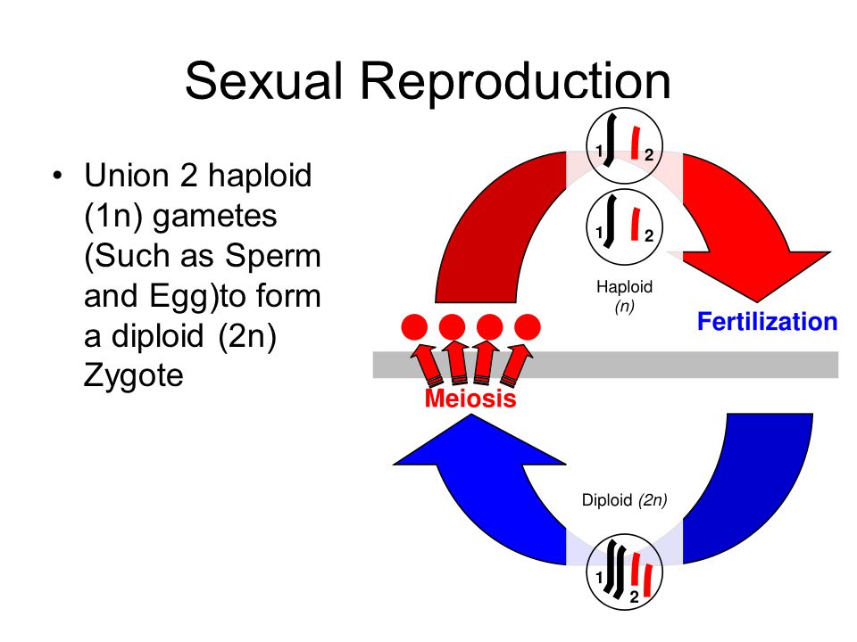 Cosa Vuol Dire Aploide e Diploide? Qual è la Differenza tra Organismi ...