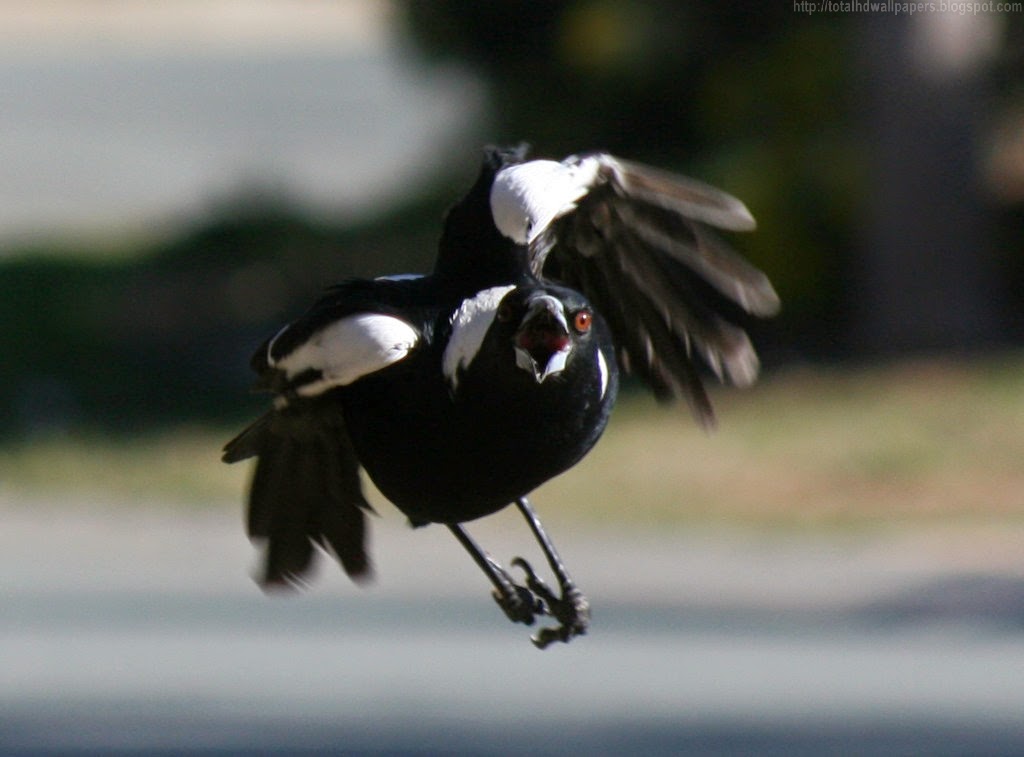 Australian Magpie HD Wallpapers