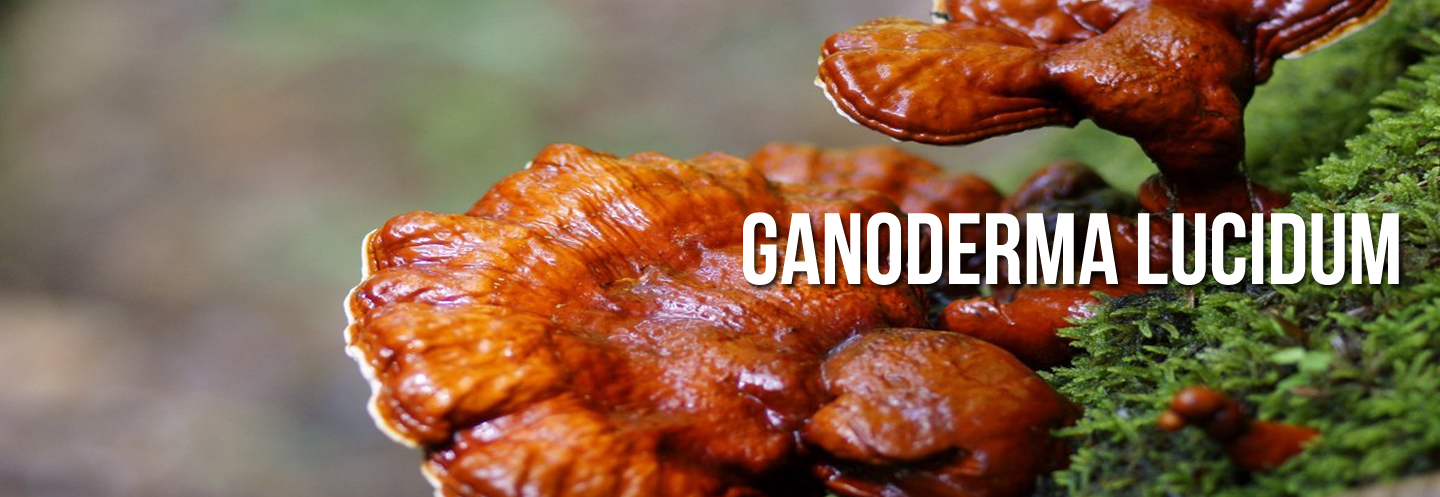 CENTRO DE SERVICIO DXN CUCUTA: ¿Que es el Ganoderma Lucidum?
