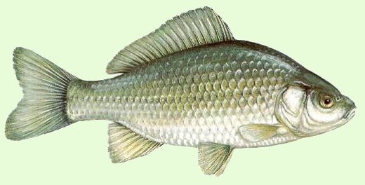 Pasiunea Pescuitului: Carasul