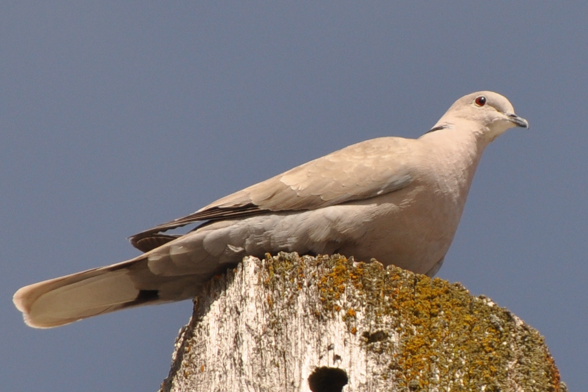 The Way I See It: Creation Corner: Eurasian Collared Dove