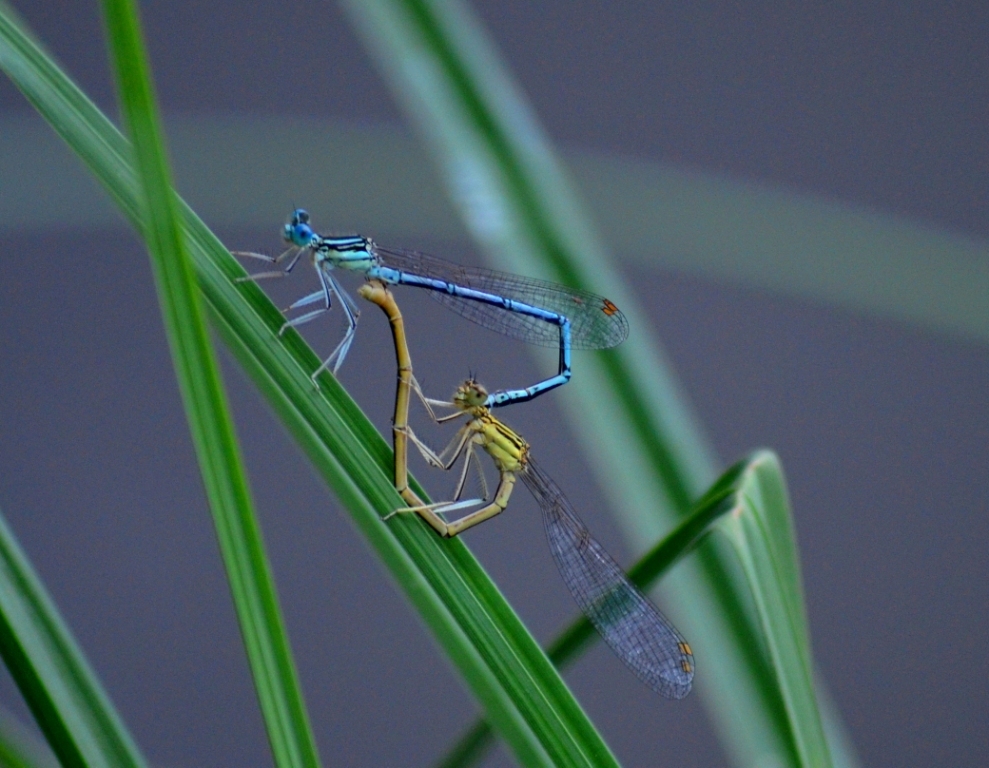 ps-pictureshop: Libelle, Odonata, Libellen, dragonfly, Libélula, libellule