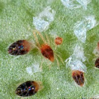 Beberapa Hama Utama Pada Tanaman Cabe - Panduan Teknis Budidaya