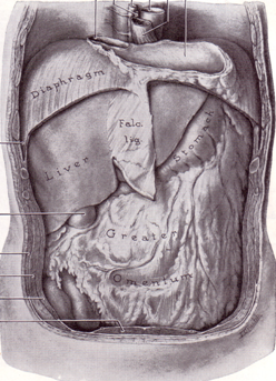 Peritoneum