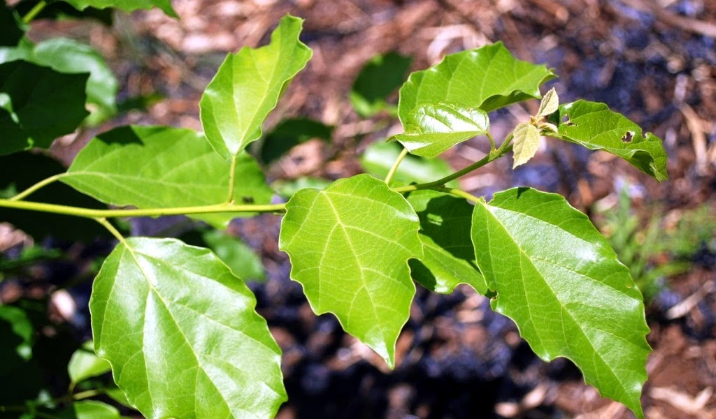 Bigger Health: Alagau - Philippine Herbs