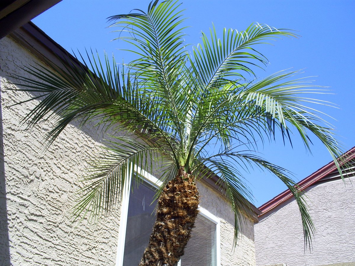 What Tropical Plants Grow In Arizona at Amber Warren blog