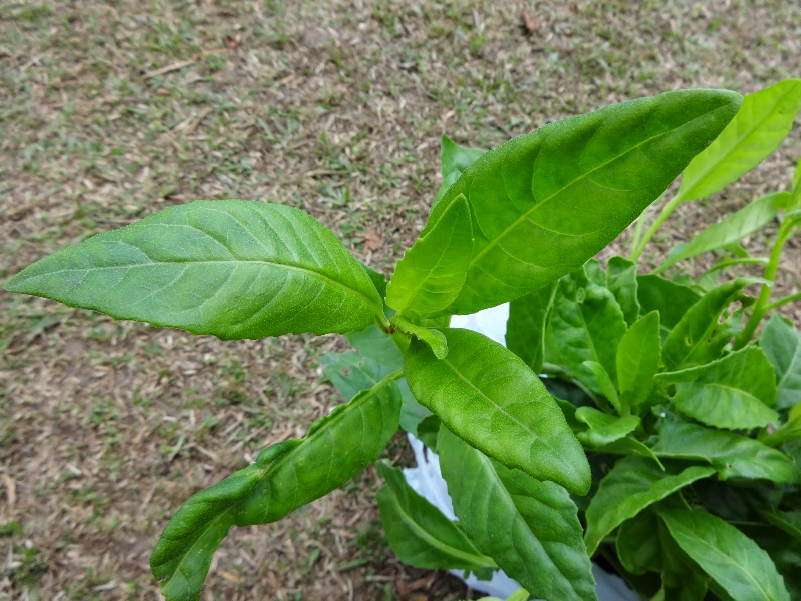 Herbs from Distant Lands: Gynura procumbens - Sabungai, Leaves of Gods ...