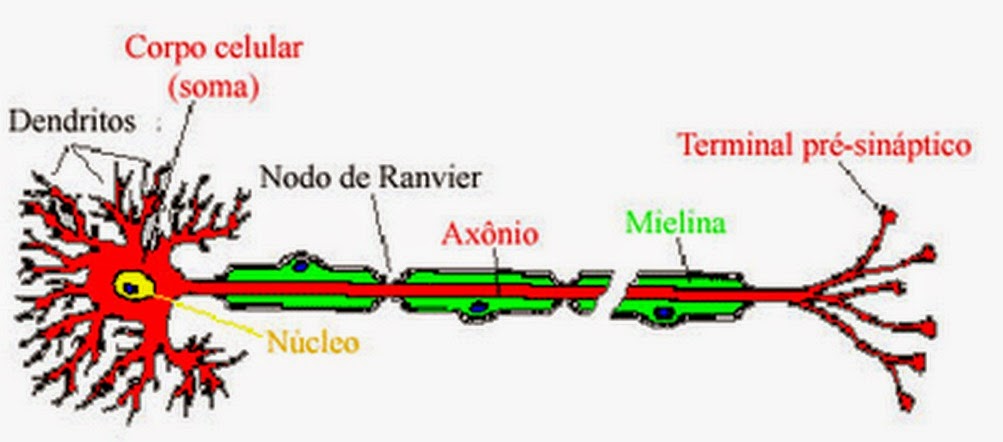 Neurônio | Medicina Explicada