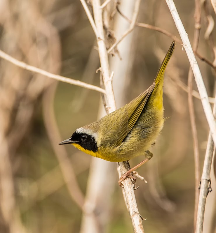 NatureShots by Terri & David Norris: Cedar Bog Birds